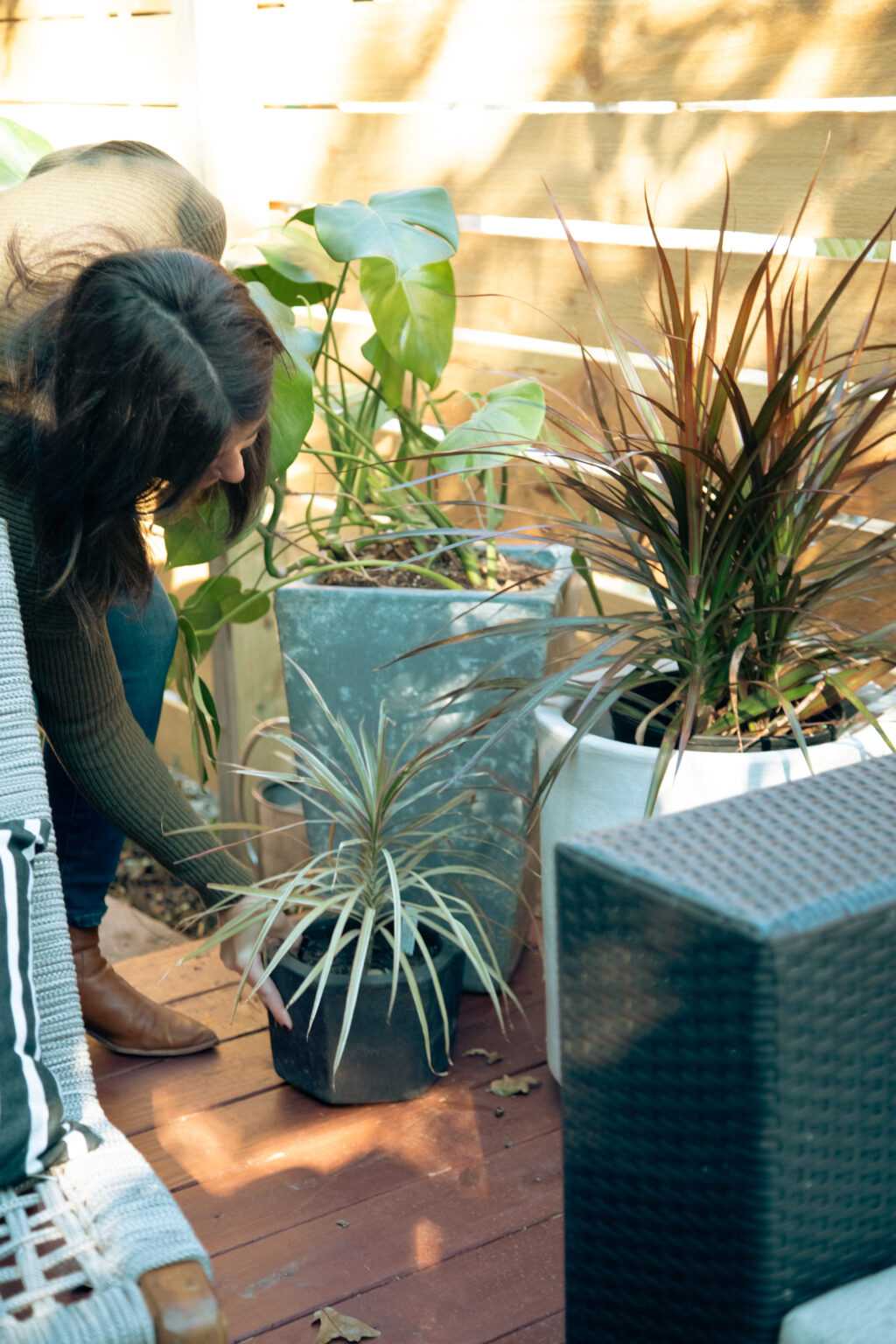 My Go-To Beginner Houseplants: Plant Selection & Care Tips